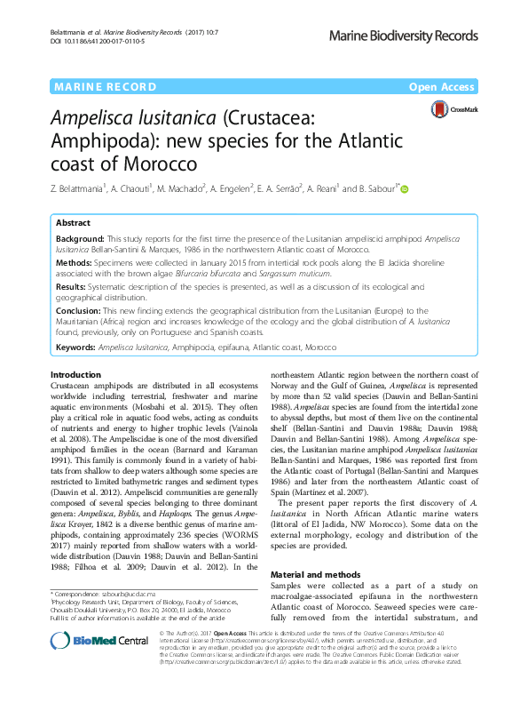 (PDF) Ampelisca lusitanica (Crustacea: Amphipoda): new species for the ...