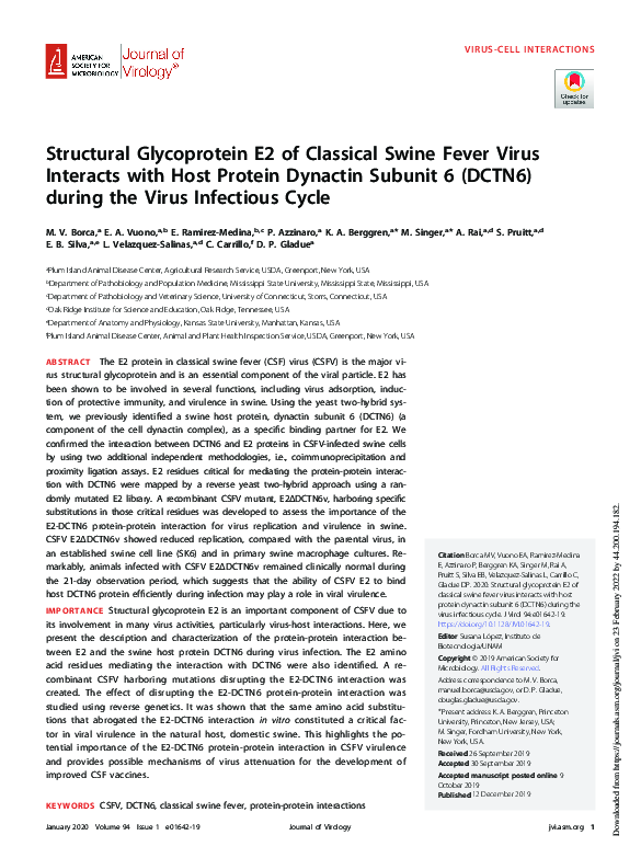 (PDF) Structural Glycoprotein E2 of Classical Swine Fever Virus ...