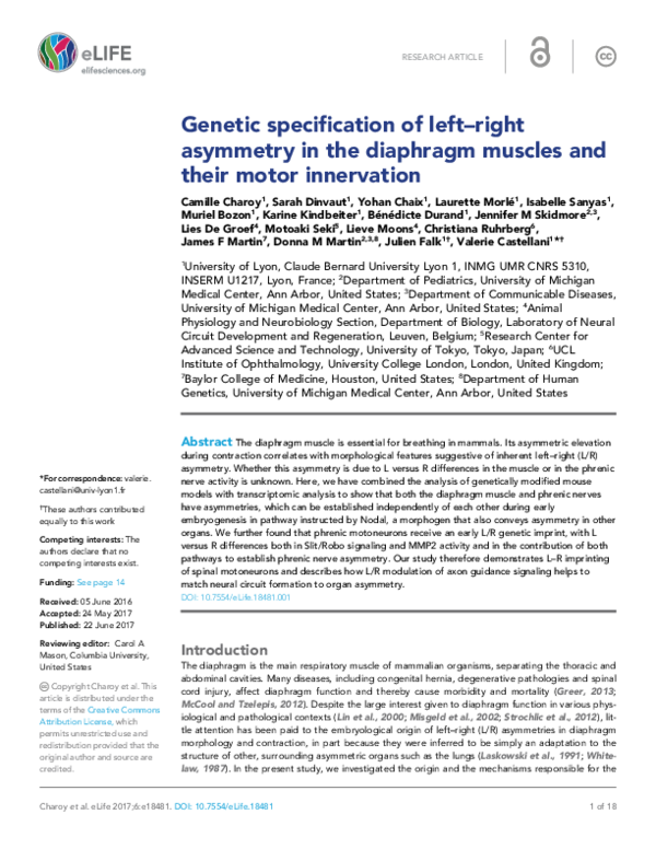 (PDF) Genetic specification of left-right asymmetry in the diaphragm ...