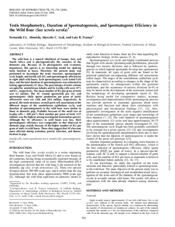 (PDF) Testis Morphometry, Duration of Spermatogenesis, and ...