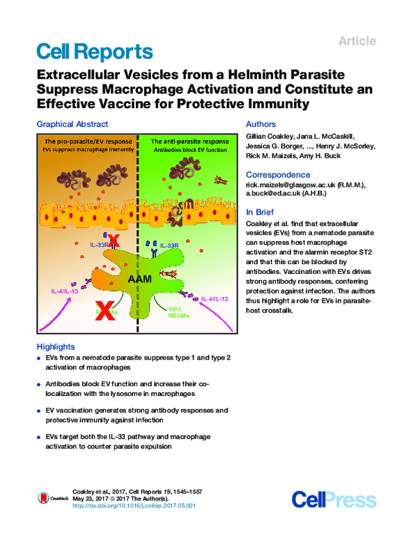 (PDF) Extracellular Vesicles from a Helminth Parasite Suppress Macrophage Activation and ...