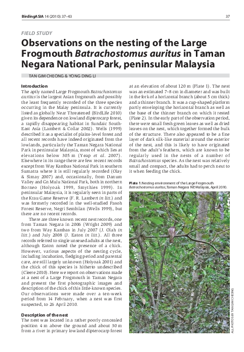(PDF) Observations on the nesting of the Large Frogmouth Batrachostomus ...