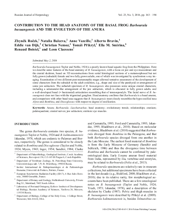 (PDF) Contribution to the Head Anatomy of the Basal Frog Barbourula ...