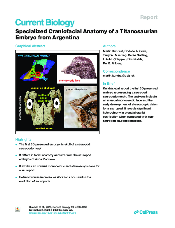 (PDF) Specialized Craniofacial Anatomy of a Titanosaurian Embryo from ...