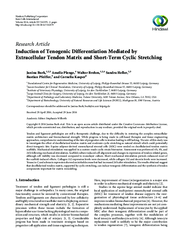 (PDF) Induction of Tenogenic Differentiation Mediated by Extracellular ...