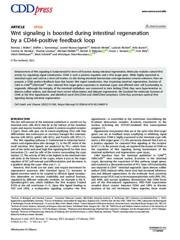 (PDF) Wnt signaling is boosted during intestinal regeneration by a CD44 ...
