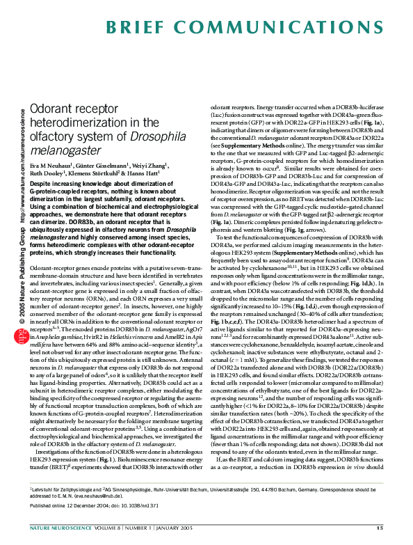 (PDF) Odorant receptor heterodimerization in the olfactory system of ...