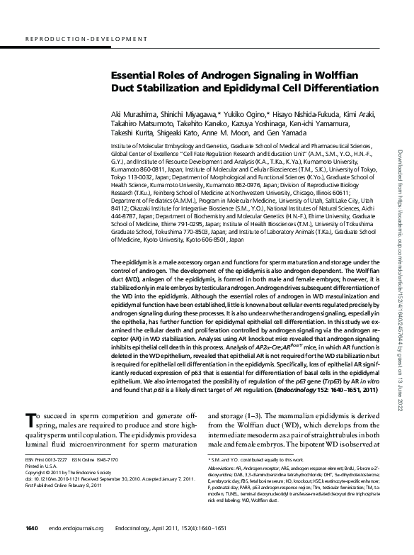(PDF) Essential roles of androgen signaling in Wolffian duct ...