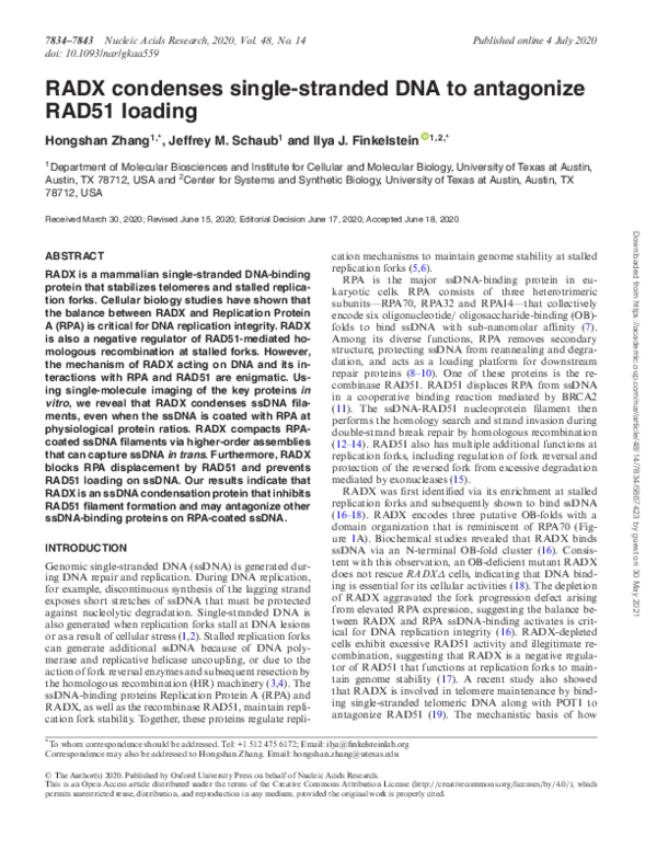 (PDF) RADX condenses single-stranded DNA to antagonize RAD51 loading