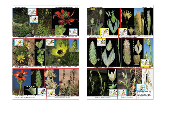 (PDF) Illustrated Flora of Morocco