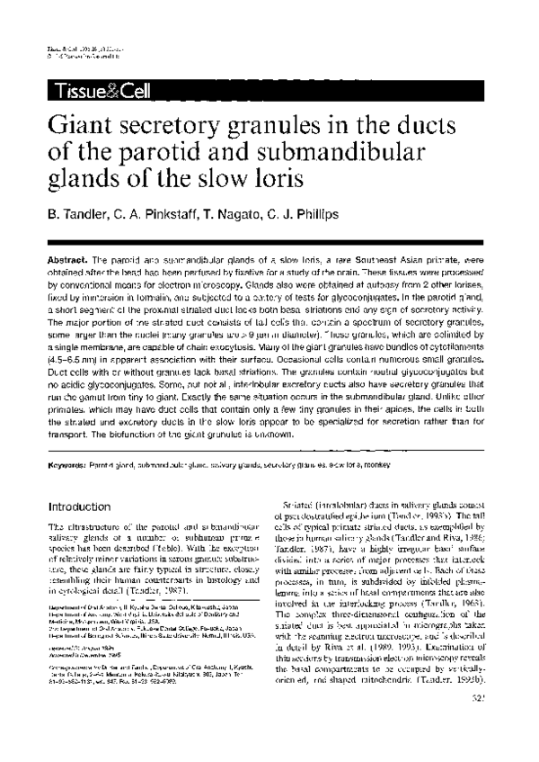 (PDF) Giant secretory granules in the ducts of the parotid and ...