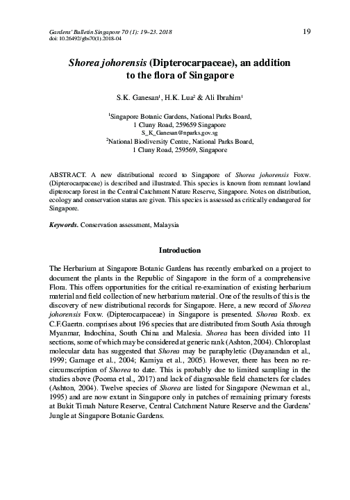 (PDF) Shorea johorensis (Dipterocarpaceae), an addition to the flora of ...