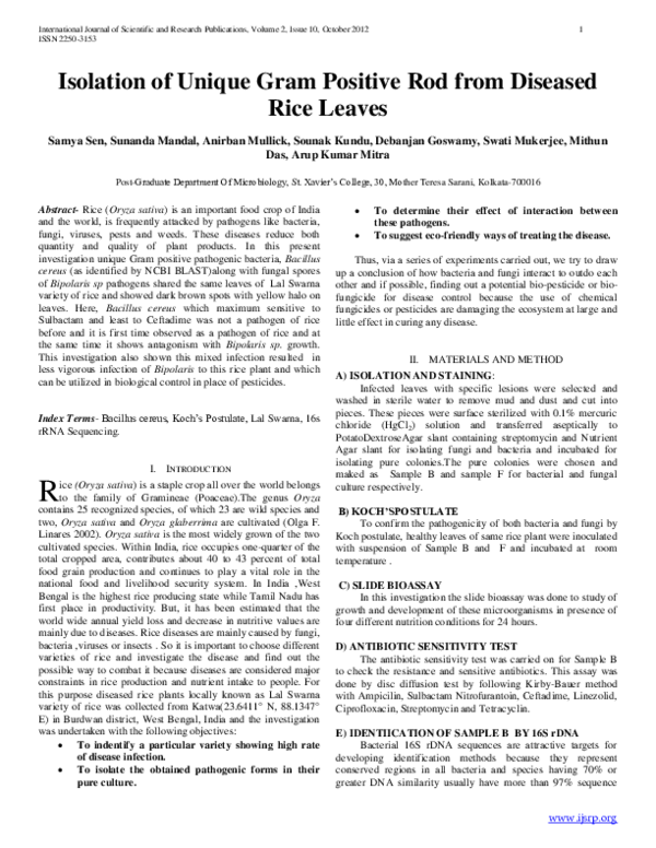 (PDF) Isolation of Unique Gram Positive Rod from Diseased Rice Leaves