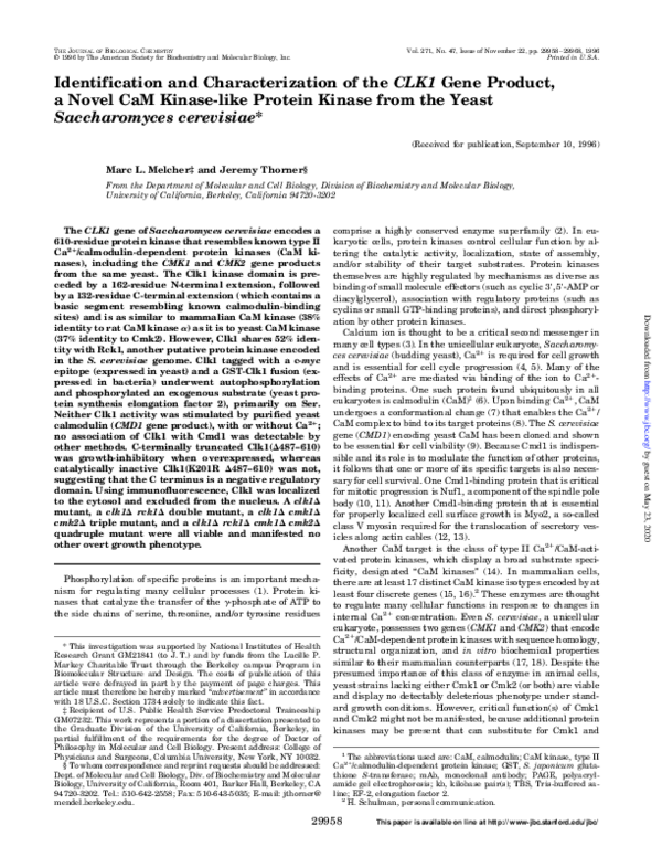 (PDF) Identification and Characterization of the CLK1 Gene Product, a ...