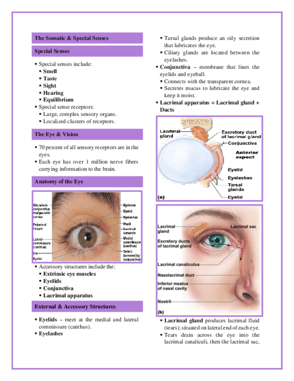 (PDF) Anatomy & Physiology (The Somatic & Special Senses)