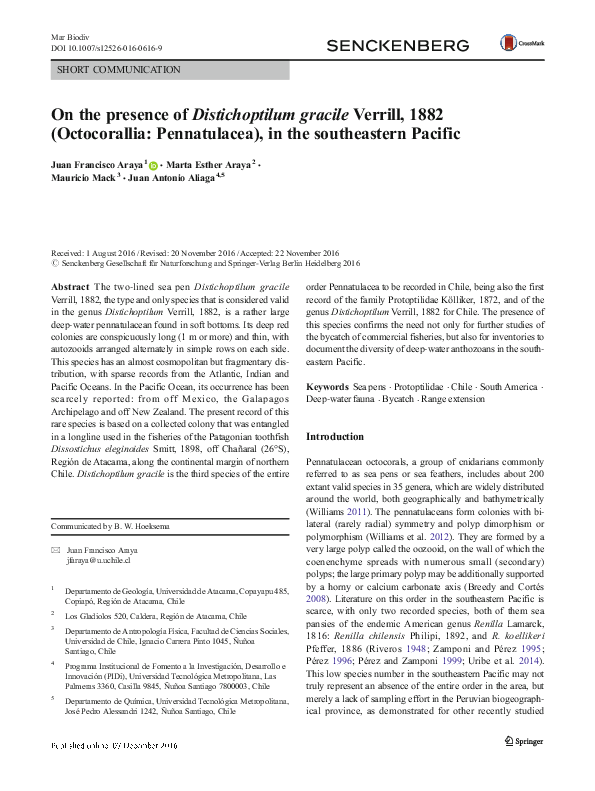 (PDF) On the presence of Distichoptilum gracile Verrill, 1882 ...