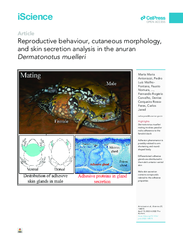 (PDF) Reproductive behaviour, cutaneous morphology, and skin secretion ...