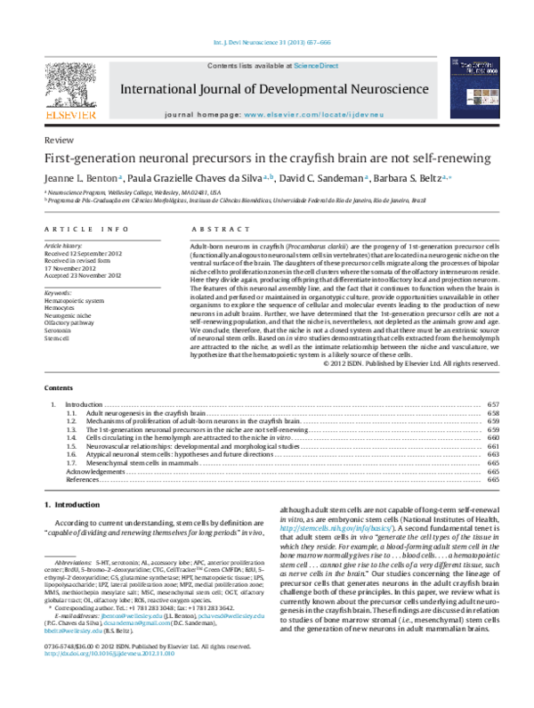 (PDF) First-generation neuronal precursors in the crayfish brain are not self-renewing | Jeanne ...