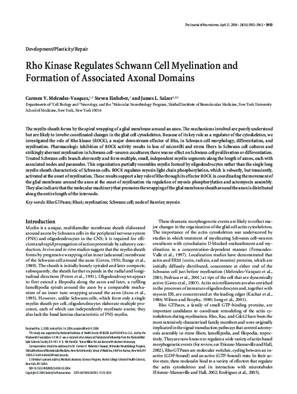 (PDF) Rho Kinase Regulates Schwann Cell Myelination and Formation of ...