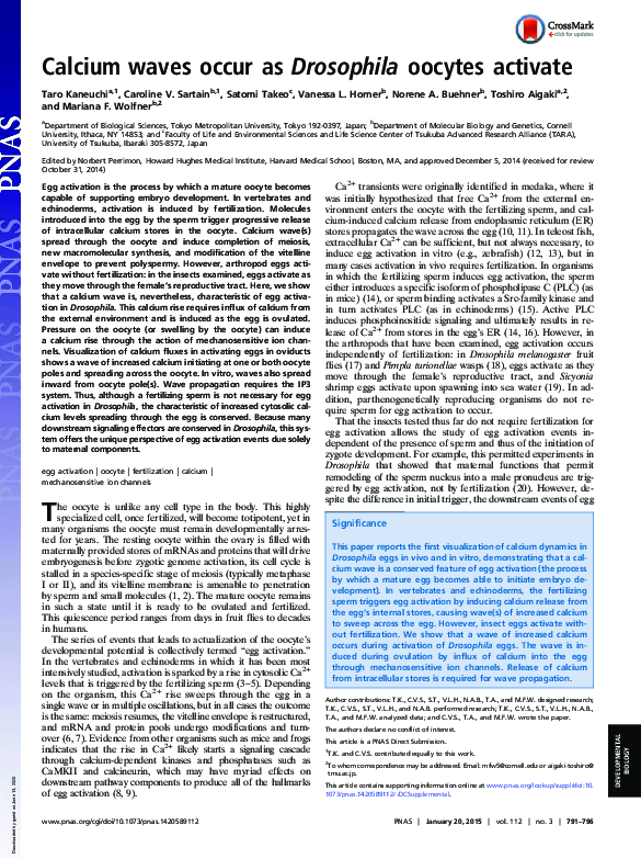 (PDF) Calcium waves occur as Drosophila oocytes activate