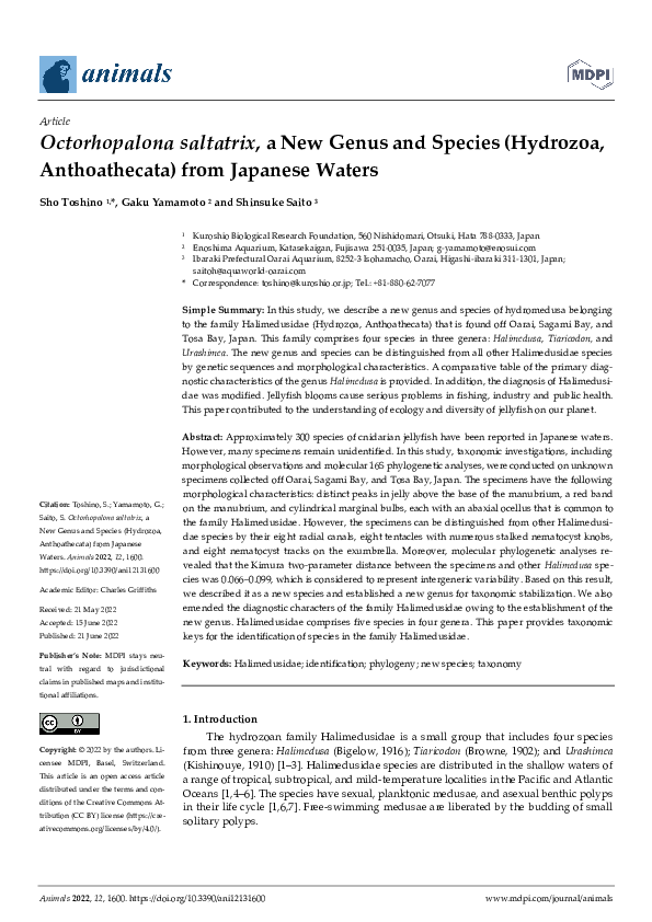 (PDF) Octorhopalona saltatrix, a New Genus and Species (Hydrozoa ...