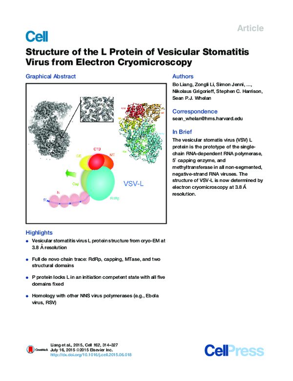 (PDF) Structure of the L Protein of Vesicular Stomatitis Virus from Electron Cryomicroscopy