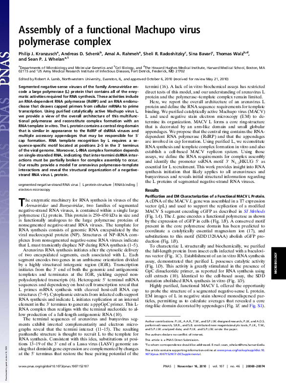 (PDF) Assembly of a functional Machupo virus polymerase complex
