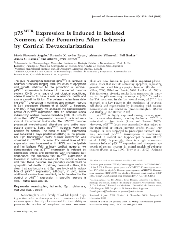 (PDF) p75NTRExpression is induced in isolated neurons of the penumbra ...