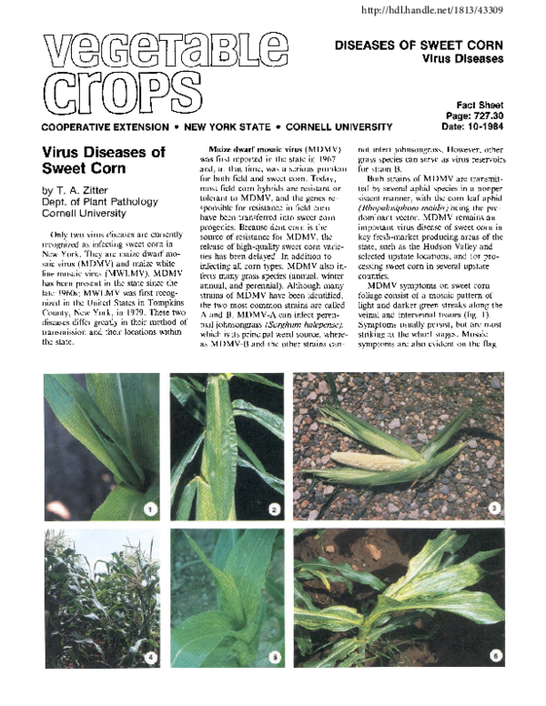 (PDF) Virus Diseases of Sweet Corn