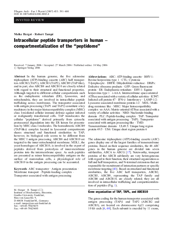 (PDF) Intracellular peptide transporters in human ...