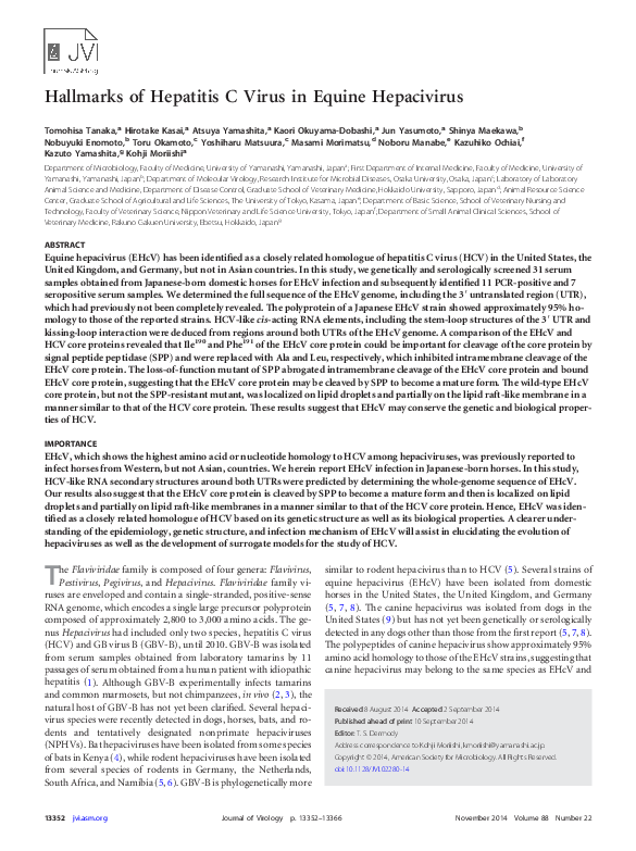 (PDF) Hallmarks of hepatitis C virus in equine hepacivirus
