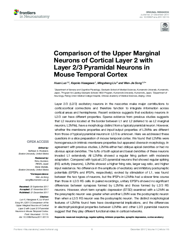 (PDF) Comparison of the Upper Marginal Neurons of Cortical Layer 2 with ...