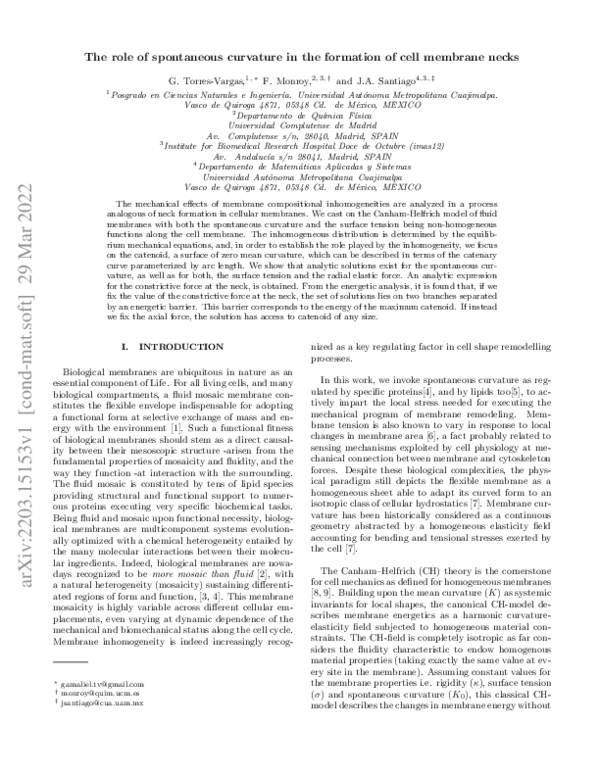 (PDF) The role of spontaneous curvature in the formation of cell ...