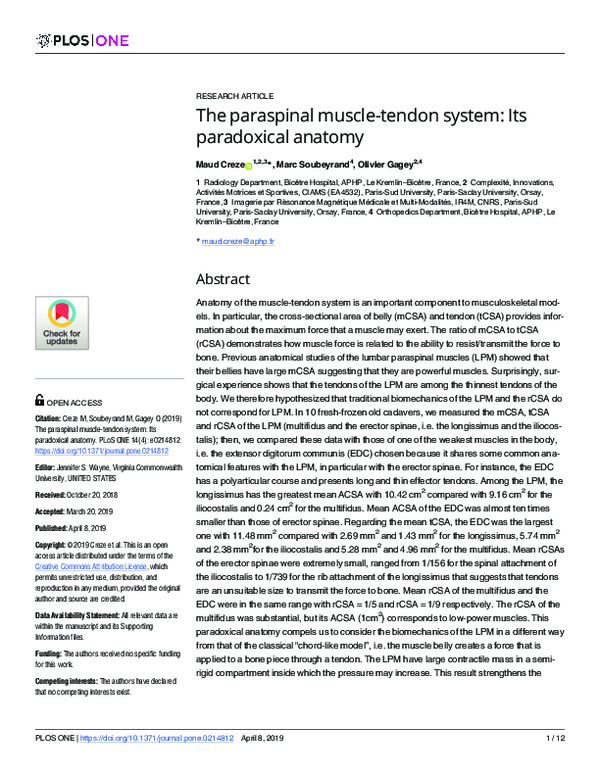 (PDF) The paraspinal muscle-tendon system: Its paradoxical anatomy