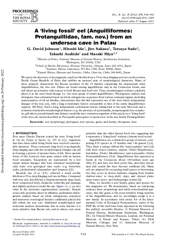 (PDF) A ‘living fossil’ eel (Anguilliformes: Protanguillidae, fam. nov ...