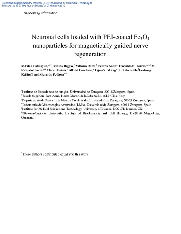 (PDF) Neuronal cells loaded with PEI-coated Fe3O4 nanoparticles for ...