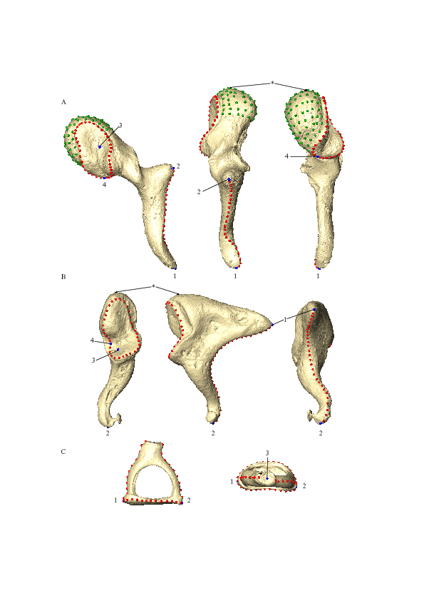 (PDF) Comparative anatomy of the middle ear ossicles of extant hominids ...