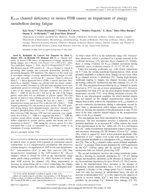 (PDF) KATPchannel deficiency in mouse FDB causes an impairment of ...