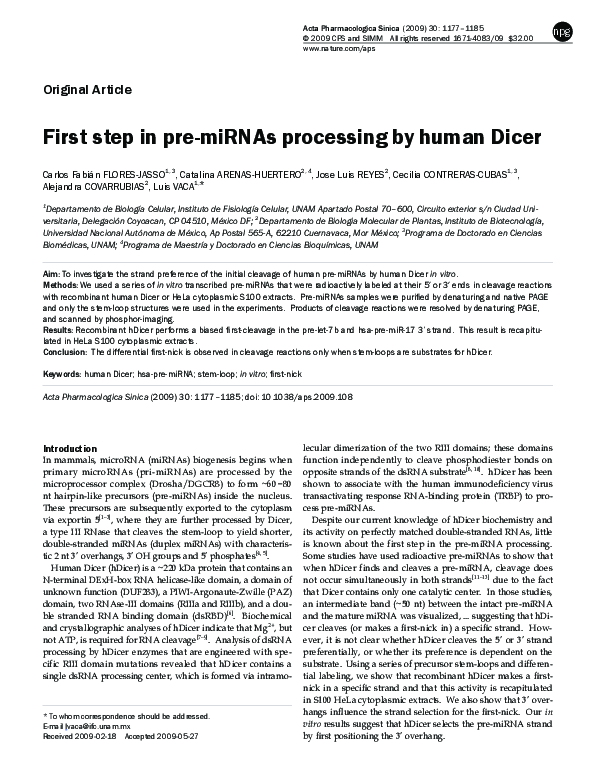 (PDF) First step in pre-miRNAs processing by human Dicer