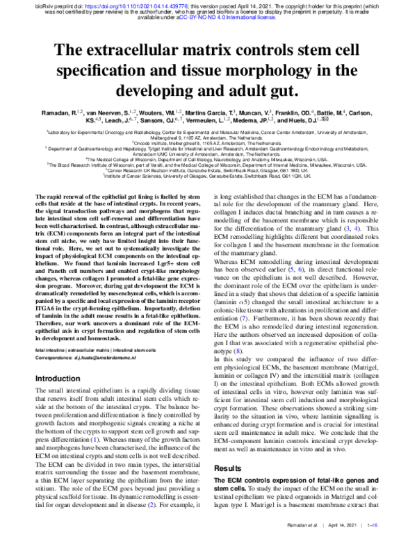 (PDF) The extracellular matrix controls stem cell specification and ...