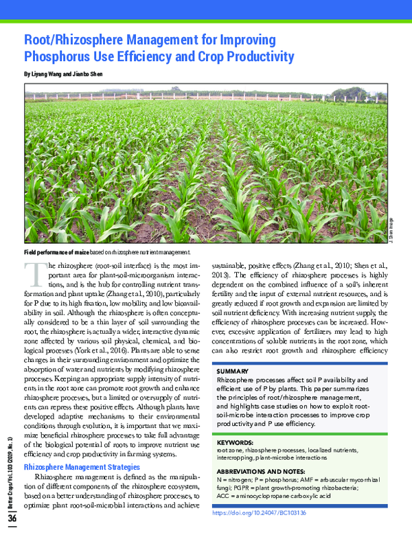 (PDF) Root/Rhizosphere Management for ImprovingPhosphorus Use Efficiency and Crop Productivity