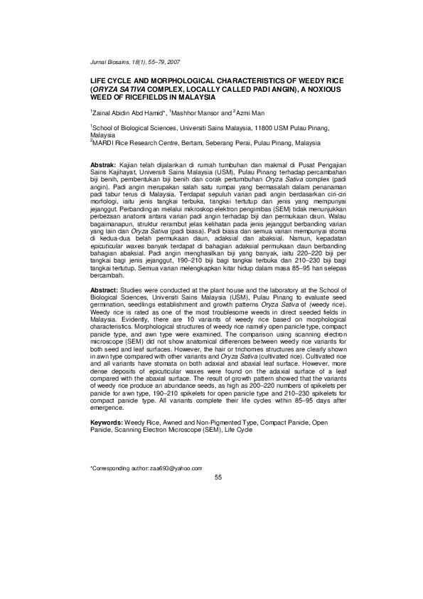 (PDF) Life Cycle and Morphological Characteristics of Weedy Rice (Oryza ...