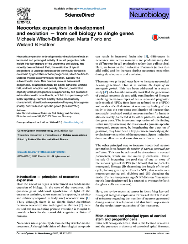 (PDF) Neocortex expansion in development and evolution — from cell ...