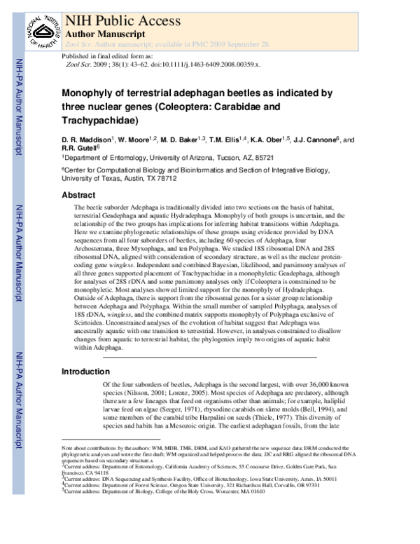 (PDF) Monophyly of terrestrial adephagan beetles as indicated by three ...