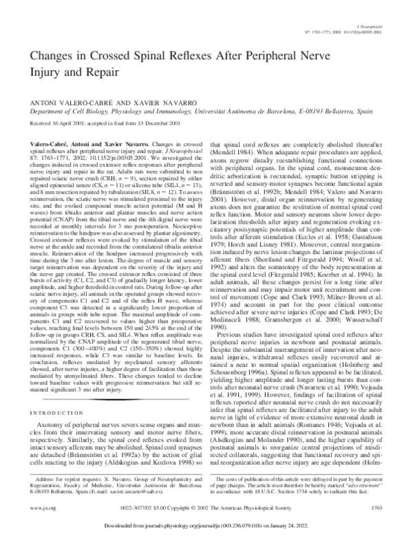 (PDF) Changes in crossed spinal reflexes after peripheral nerve injury ...