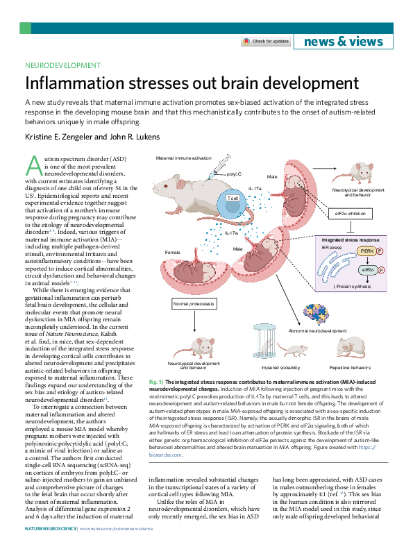 (PDF) Inflammation stresses out brain development