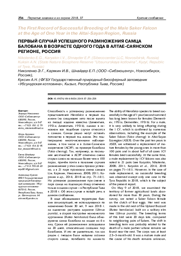 (PDF) The First Record of Successful Breeding of the Male Saker Falcon ...