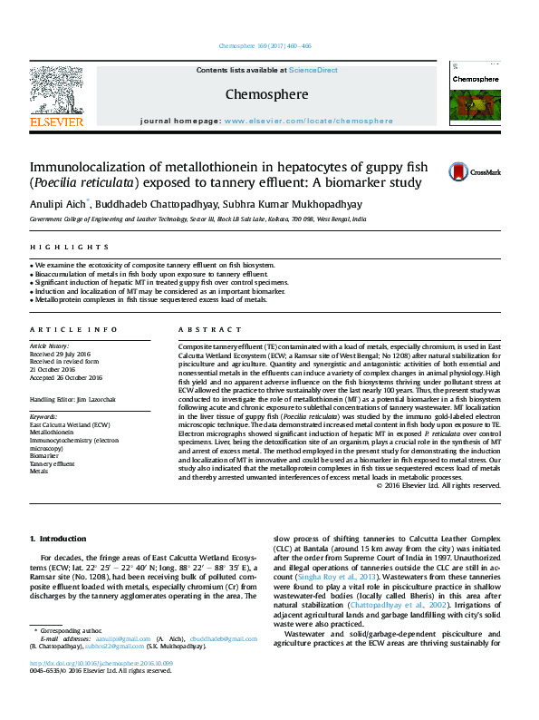 (PDF) Immunolocalization of metallothionein in hepatocytes of guppy ...