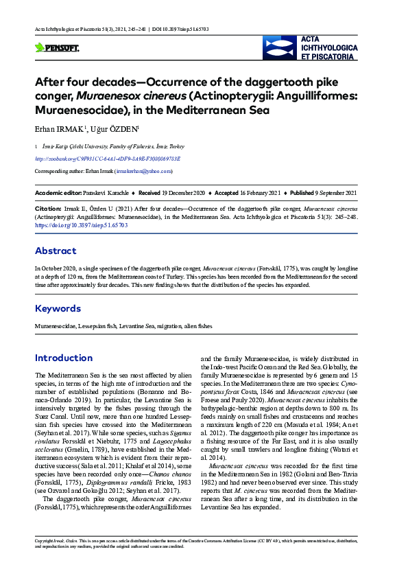 (PDF) After four decades—Occurrence of the daggertooth pike conger ...