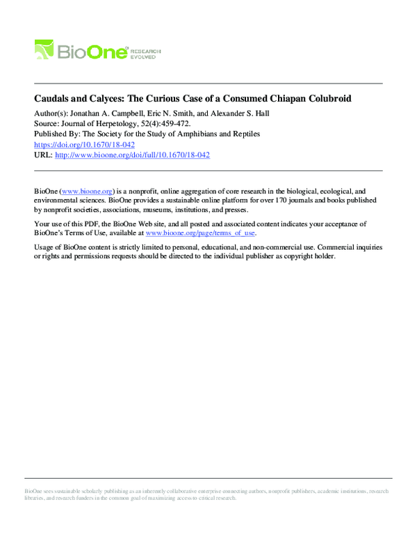 (PDF) Caudals and Calyces: The Curious Case of a Consumed Chiapan Colubroid